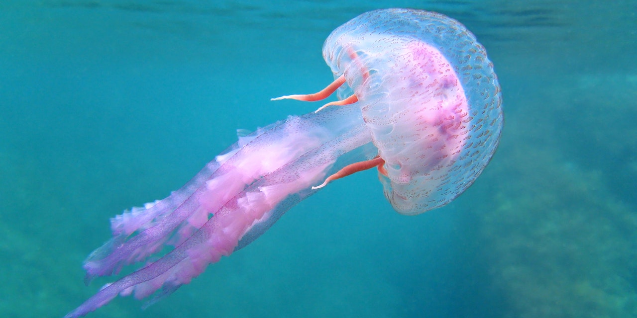 Genuss – Giftig! Warum jetzt alle Quallen essen wollen | Heute.at