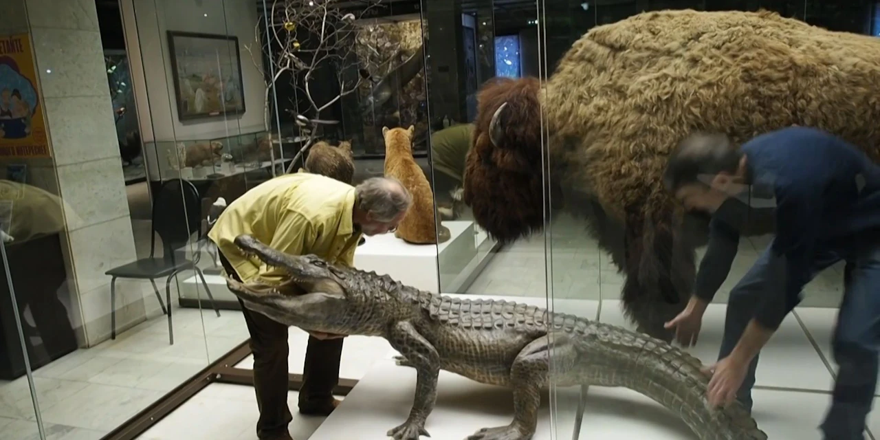 Welt – "Hitler-Alligator" jetzt ausgestopft in Museum | Heute.at