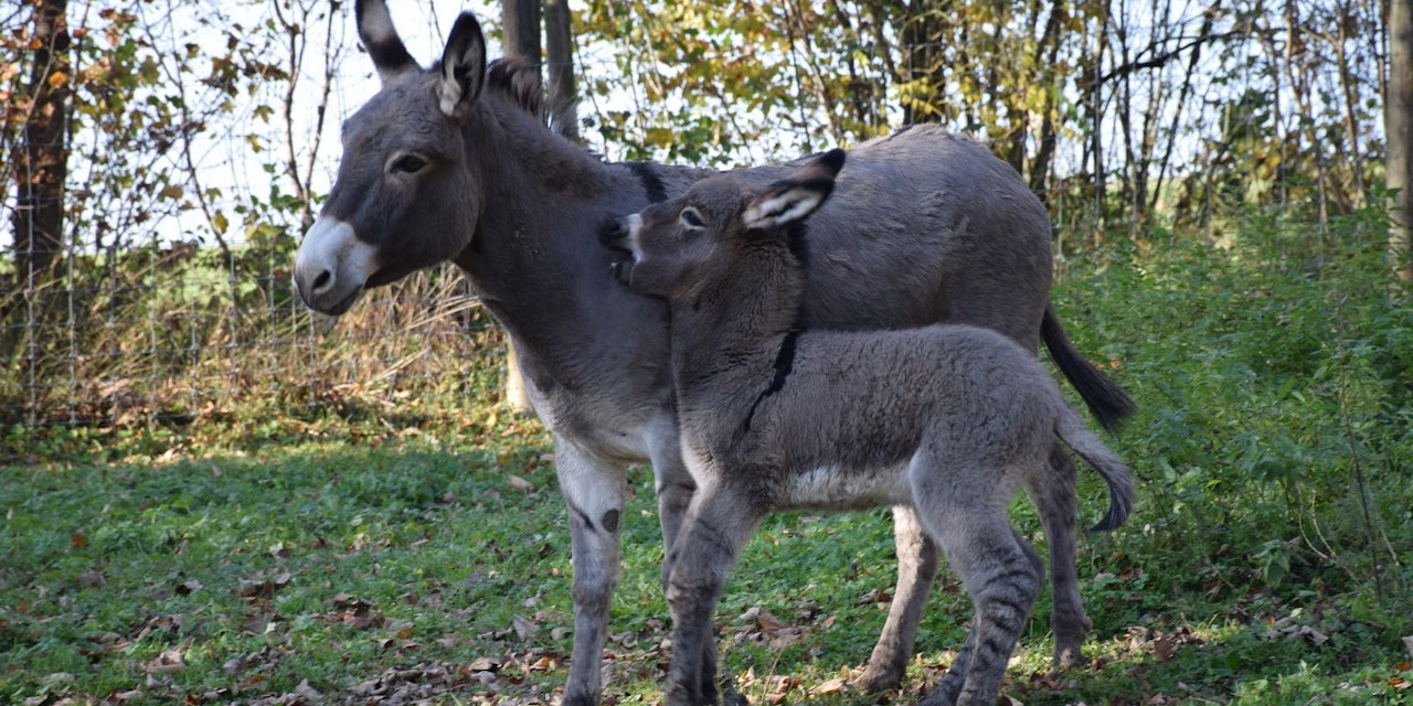 Süß! Babyesel im Tierpark Haag geboren | Heute.at