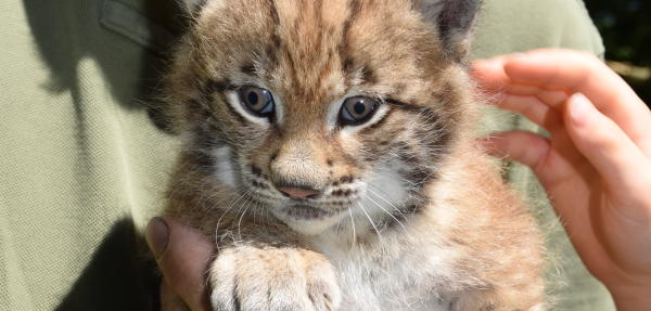 Sooooo süß: Drei Luchs-Babys im Tierpark Haag - Österreich | heute.at