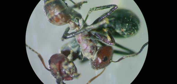 Colobopsis explodens: So explodiert eine Kamikaze-Ameise | Heute.at
