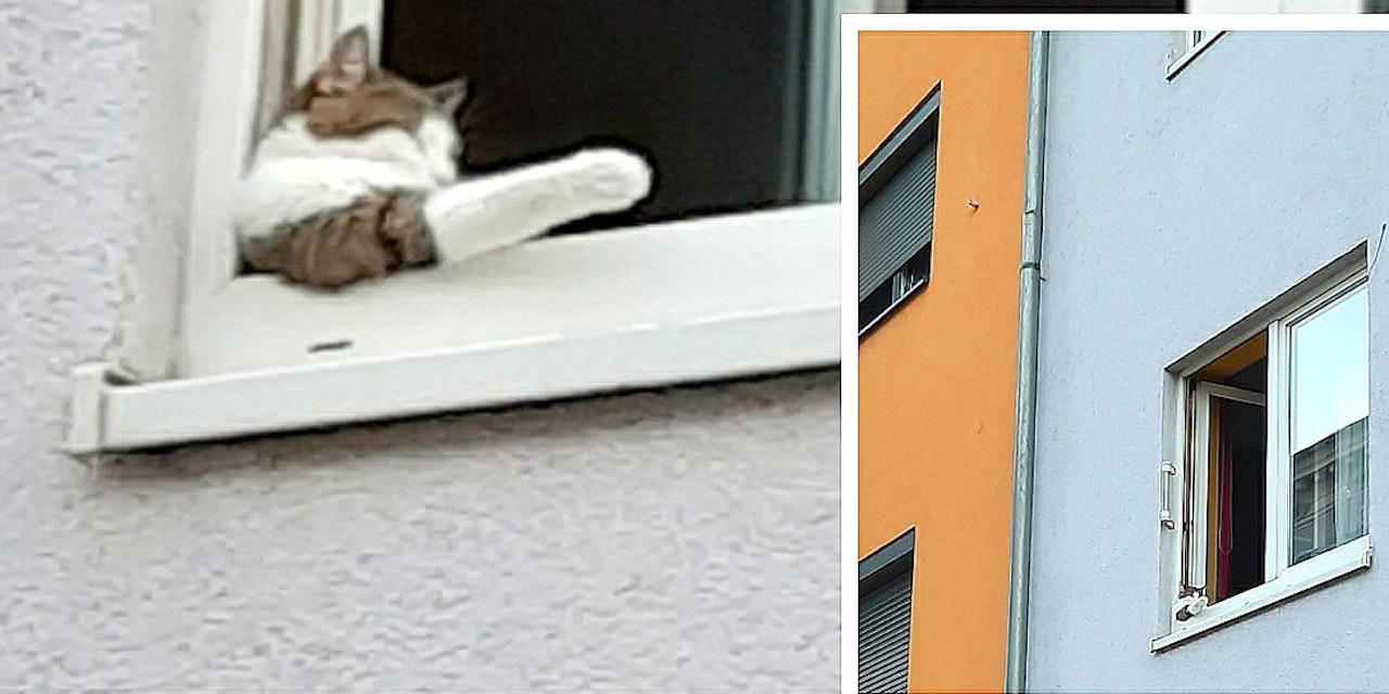 Lesergeschichten – So gemütlich kann nur eine Katze chillen | Heute.at