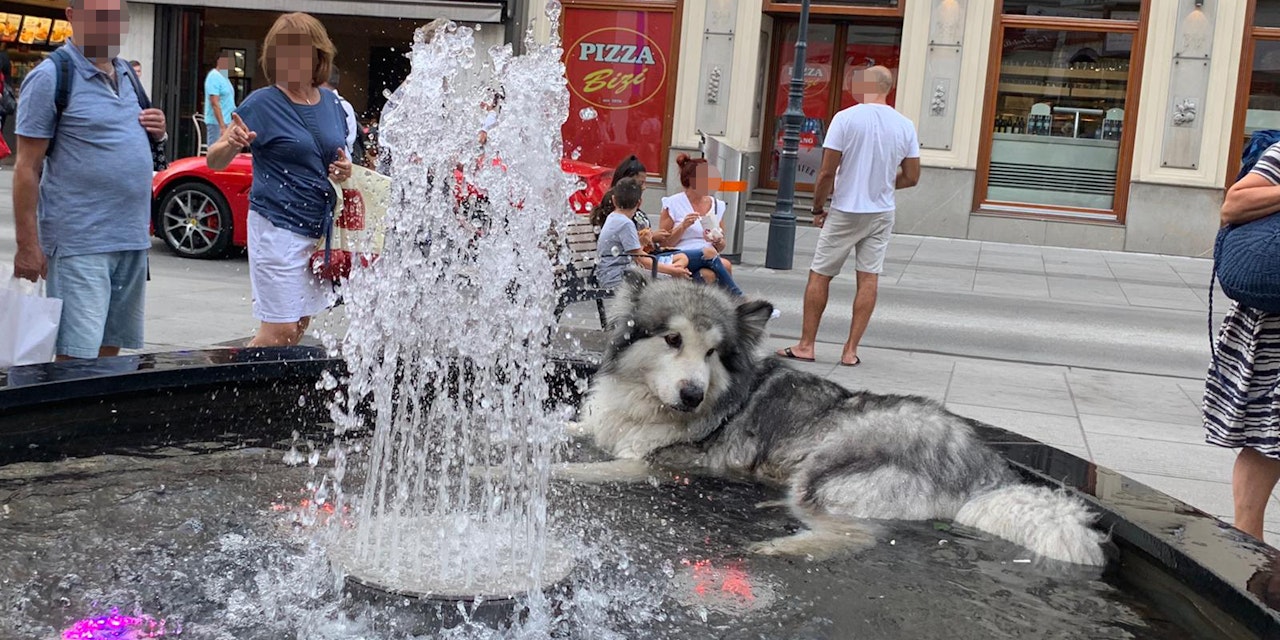 Leser – Husky sucht in der Wiener City eine Abkühlung | Heute.at