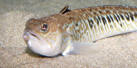 Gefährlicher Gift-Fisch sticht Badegäste - Welt | heute.at