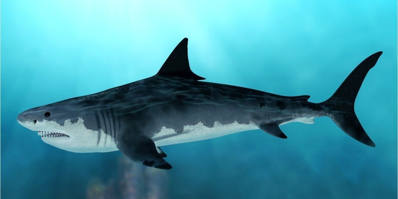 Science – Haifischflosse so groß wie ein Mensch entdeckt | Heute.at
