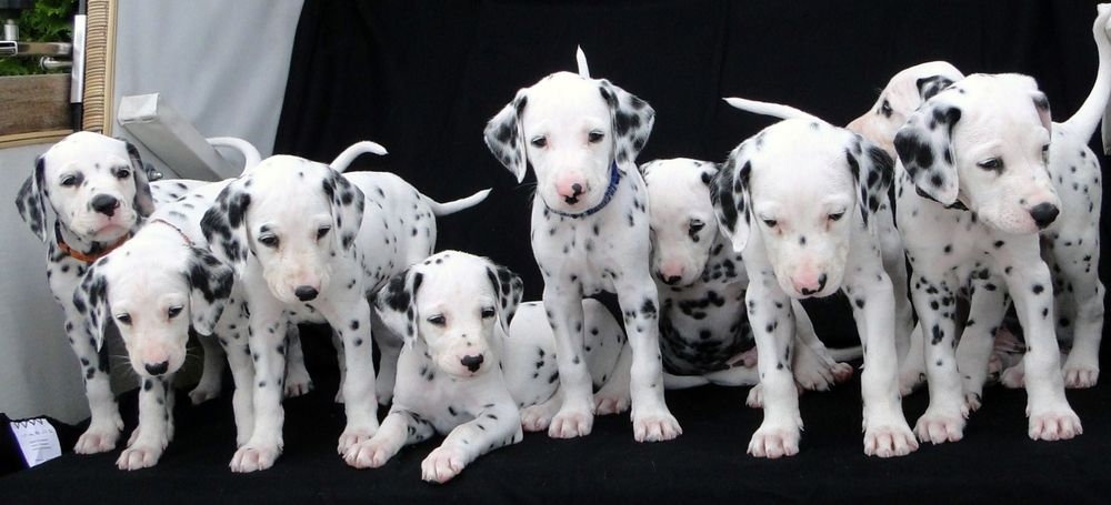 Österreich – Das Familientreffen der Dalmatiner-Neunlinge | Heute.at