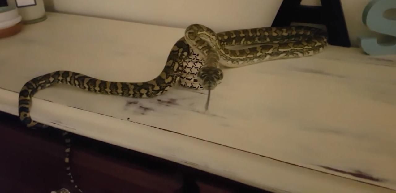 Timeout – Teenager wacht neben Schlange im Zimmer auf | Heute.at