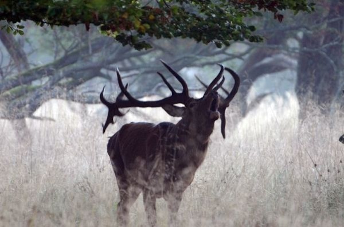 Szene – Wunderwelt Wald | Heute.at