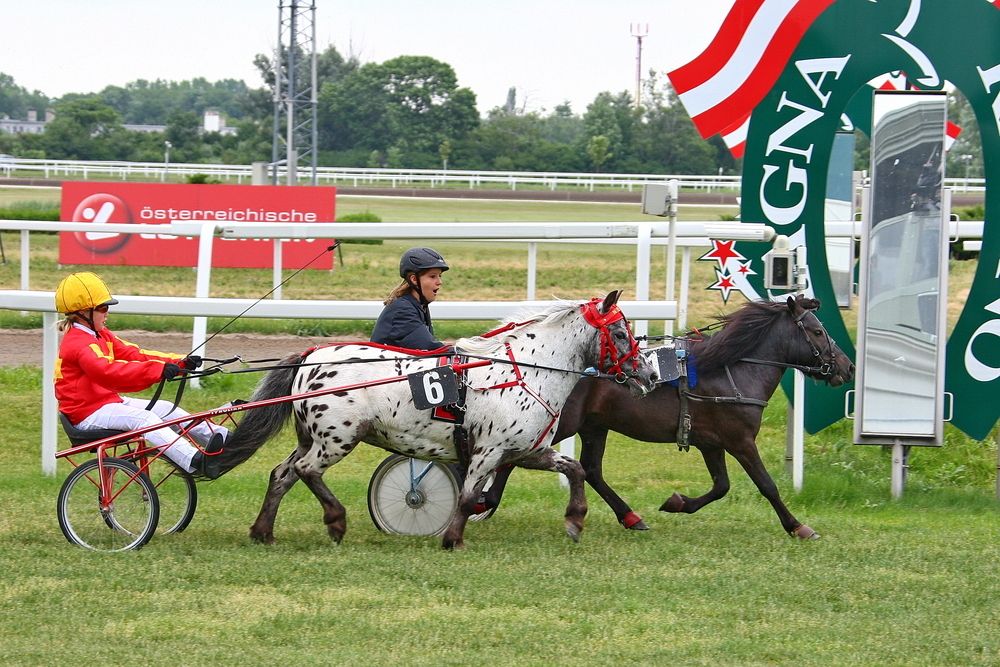 Österreich – Magna Racino lädt zum Tag der Pferde | Heute.at