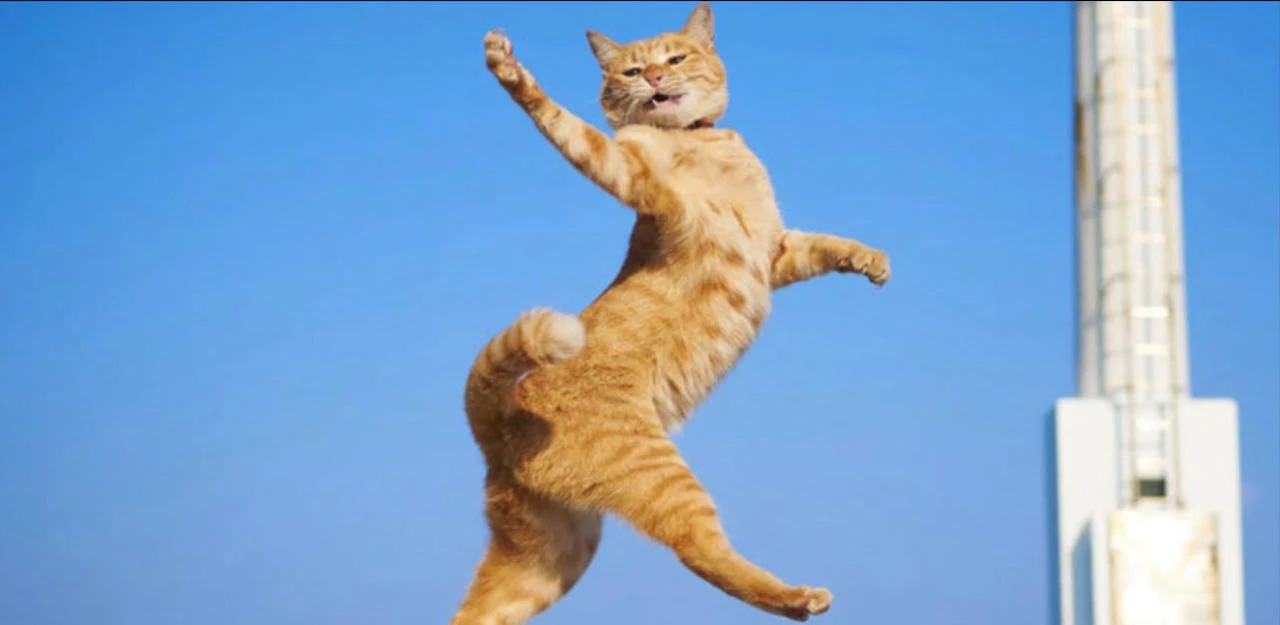 Timeout – Achtung, Ninja-Katzen fliegen durch die Luft! | Heute.at
