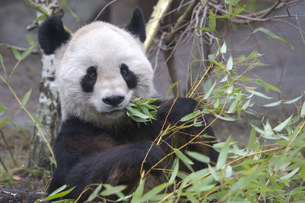 Schönbrunn-Panda Long Hui ist schwer krank | Heute.at