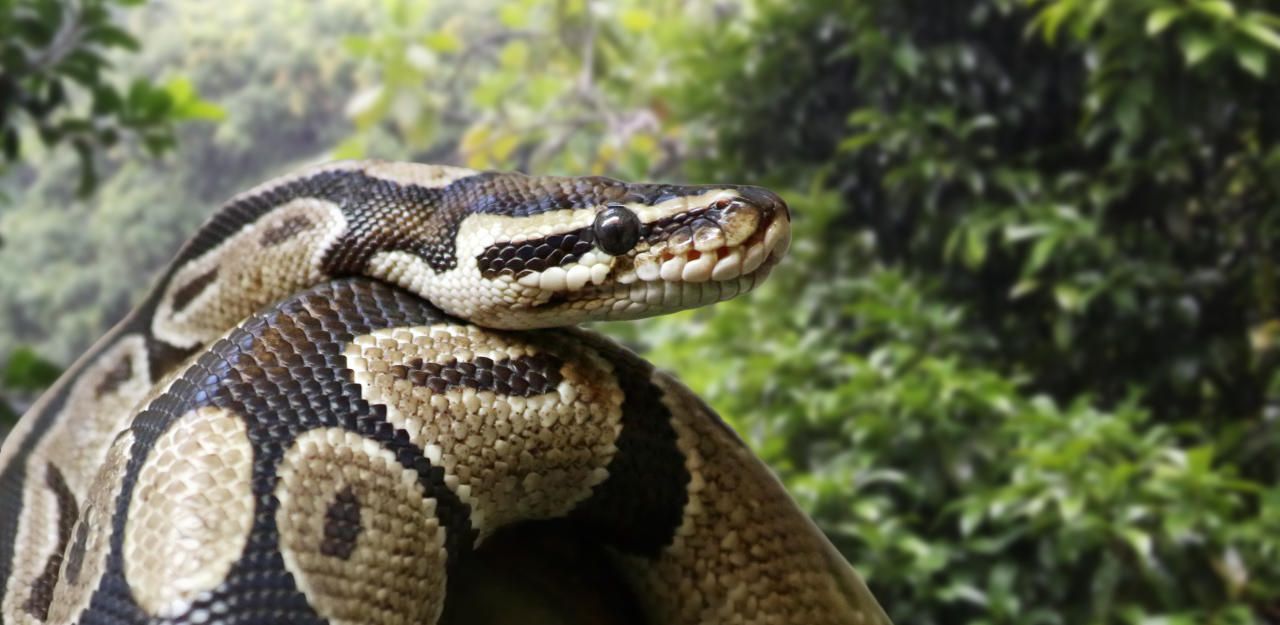 Welt – Python verschlingt Frau in Indonesien | Heute.at