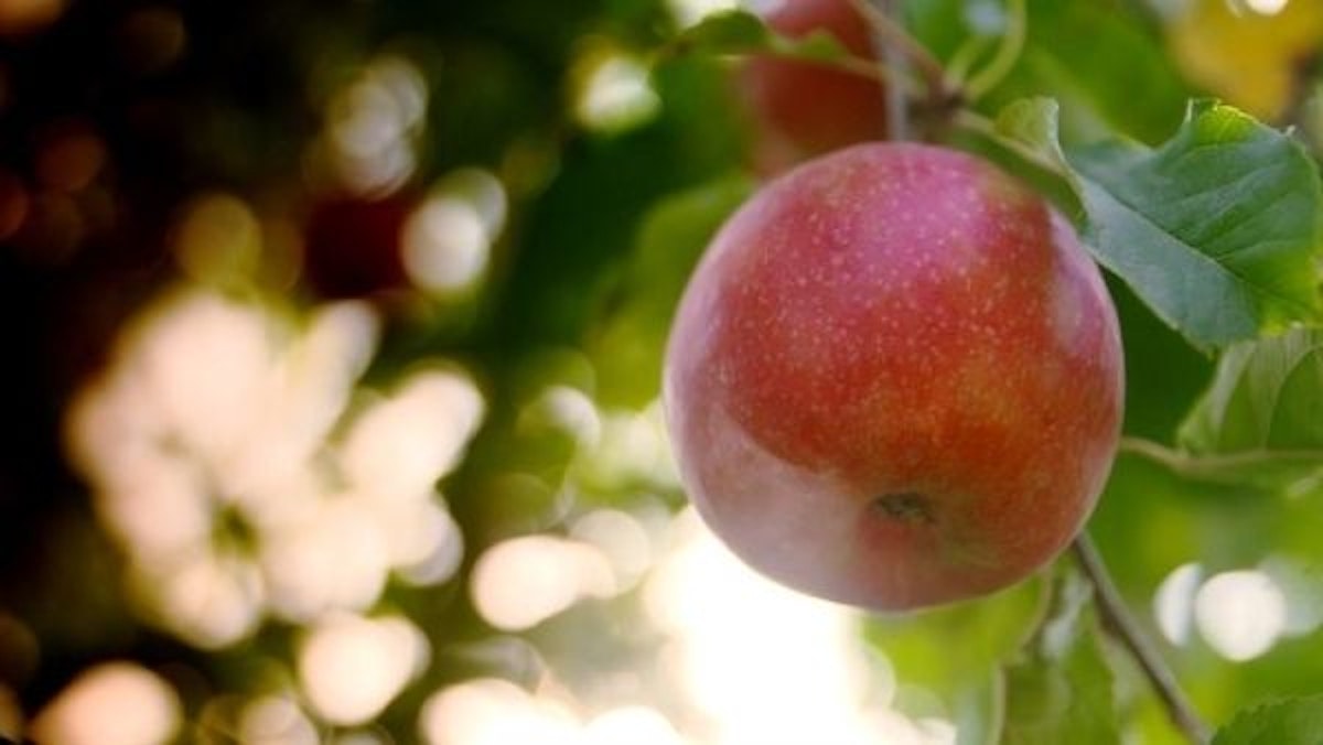 Szene – Der wahre Preis für den perfekten Apfel | Heute.at