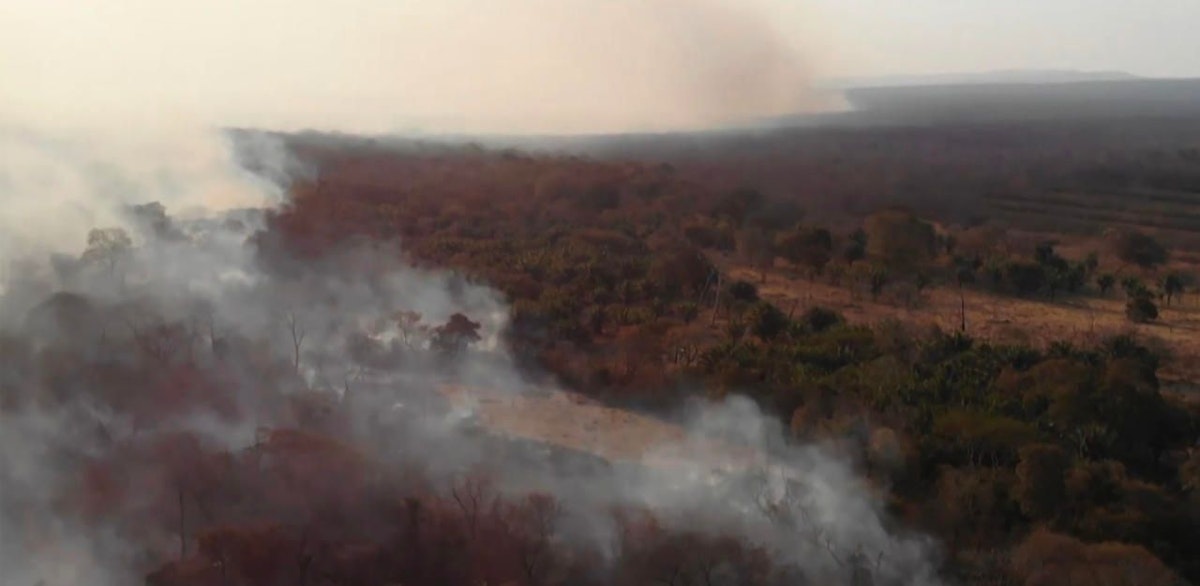 Welt – Der Amazonas brennt – so kannst du helfen | Heute.at