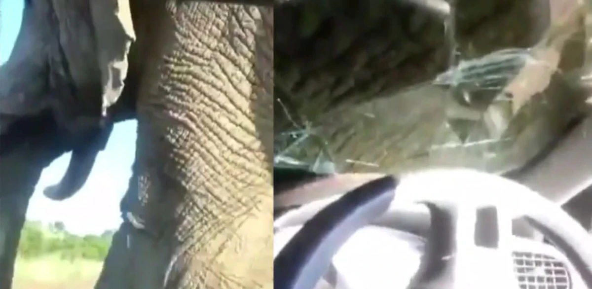Timeout – Hilfe, da sitzt ein Elefant auf meinem Auto! | Heute.at