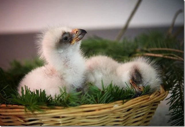 Süßer Adler-Nachwuchs auf Schloss Rosenburg | Heute.at