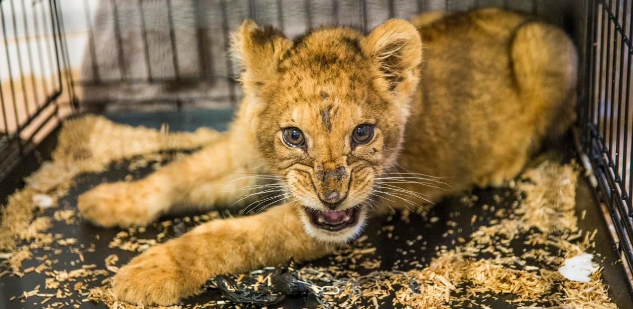 Timeout – Egomane sperrte Löwen-Baby ein – für Selfies | Heute.at
