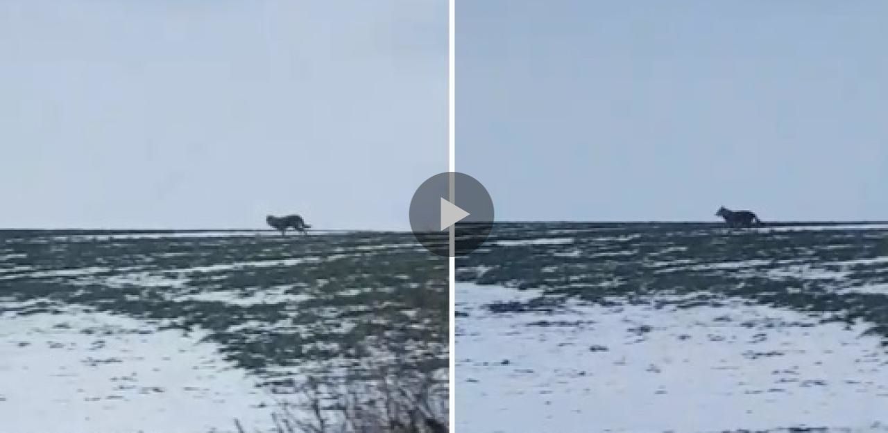 Community – Wolf jagt Rehe im Weinviertel – das Video | Heute.at