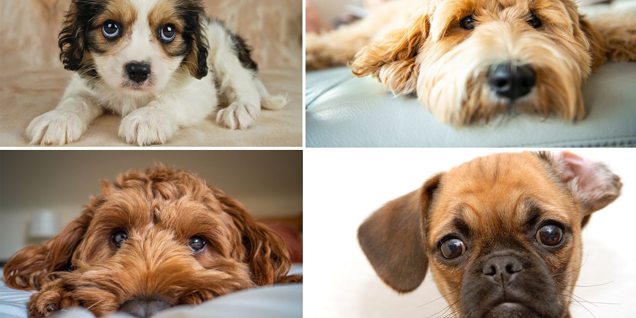 Haustiere – Doodle, Poo & Co - was macht die Hybriden so beliebt ...