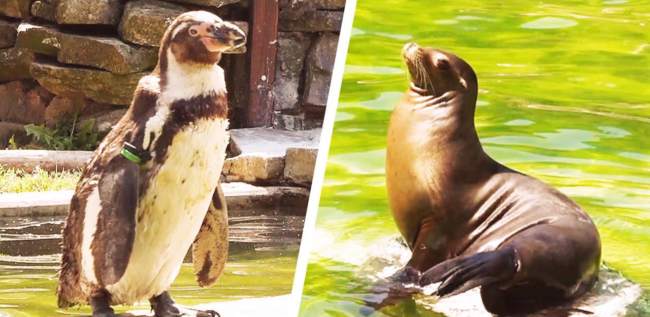 Welt – Cool im Zoo: So werden die Tiere mit der Hitze fertig | Heute.at