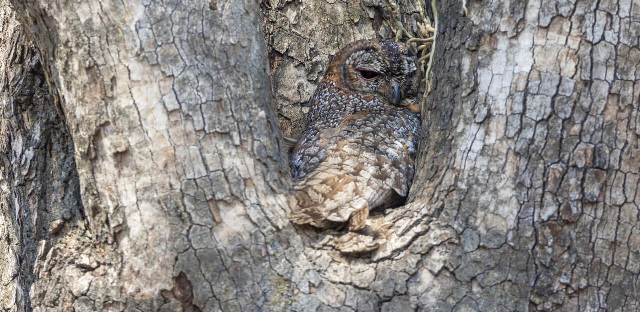 Welt – Diese Tiere sind wahre Tarnkünstler | Heute.at