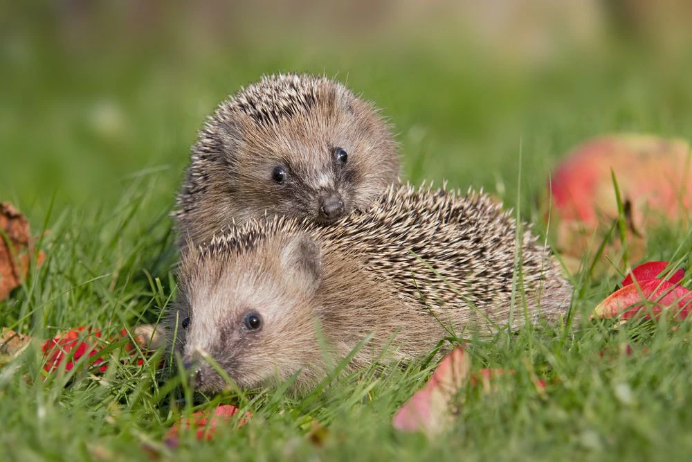 Igel Sex Rief Feuerwehr Und Polizei Auf Den Plan Heute At