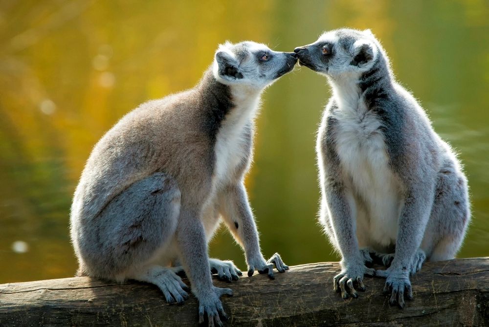 Österreich – Verliebte Tiere locken mit Aktion nach Schönbrunn | Heute.at