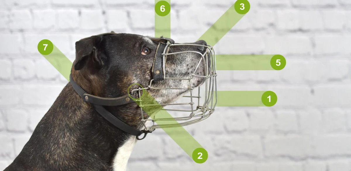 Welcher Maulkorb passt zu meinem Hund? | Heute.at