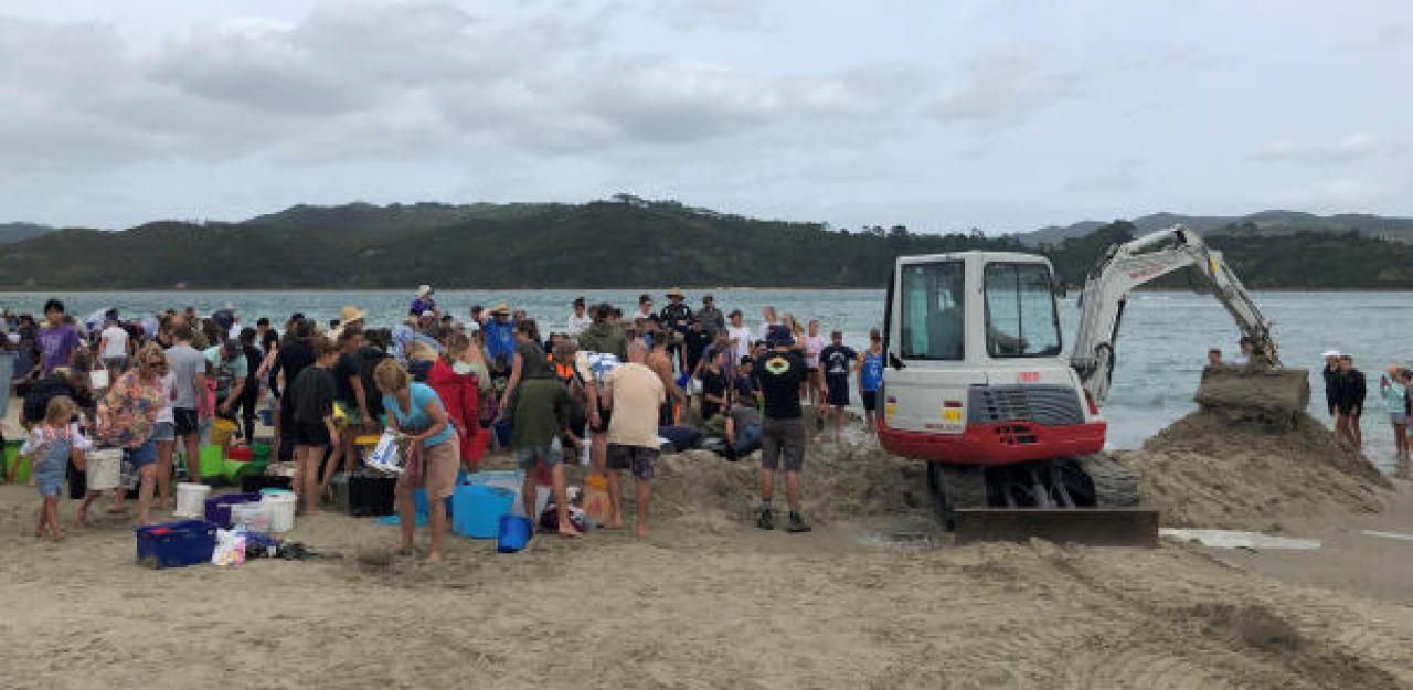 Tausende Helfer retten gestrandete Wale - Welt | heute.at