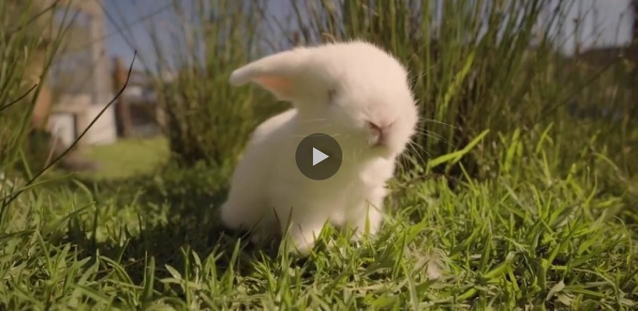 Timeout – Süße Baby-Kaninchen entdecken die Welt | Heute.at