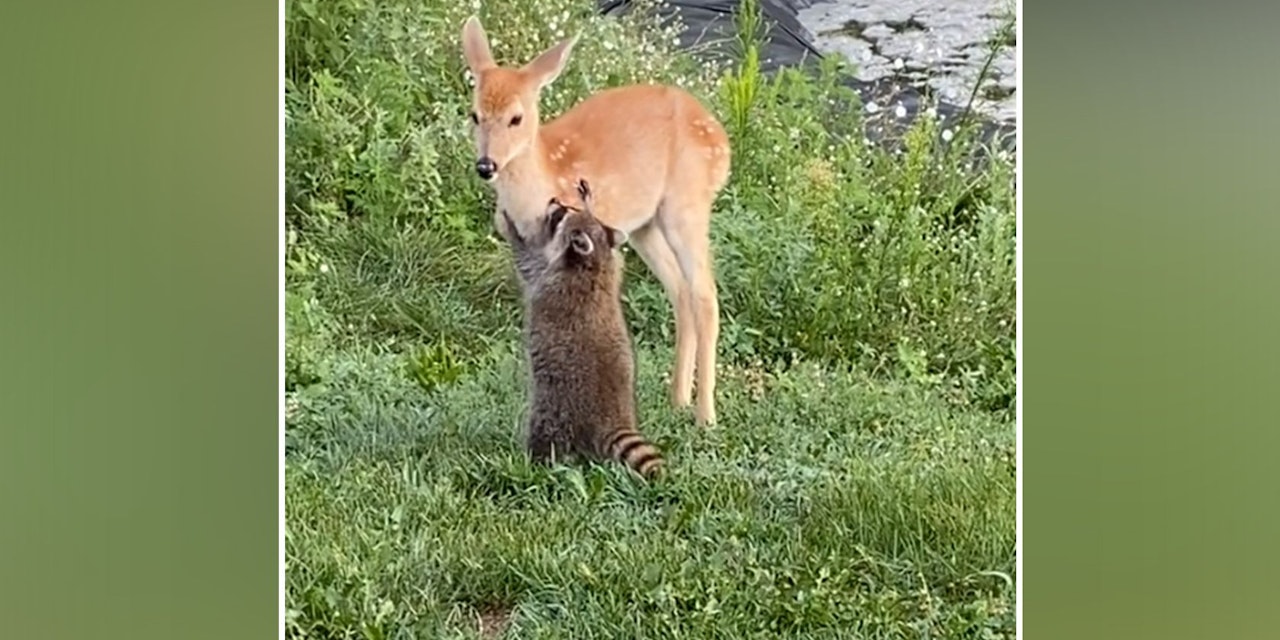 Wildtiere – Herzig! Ein Reh und ein Waschbär sind beste Freunde | Heute.at
