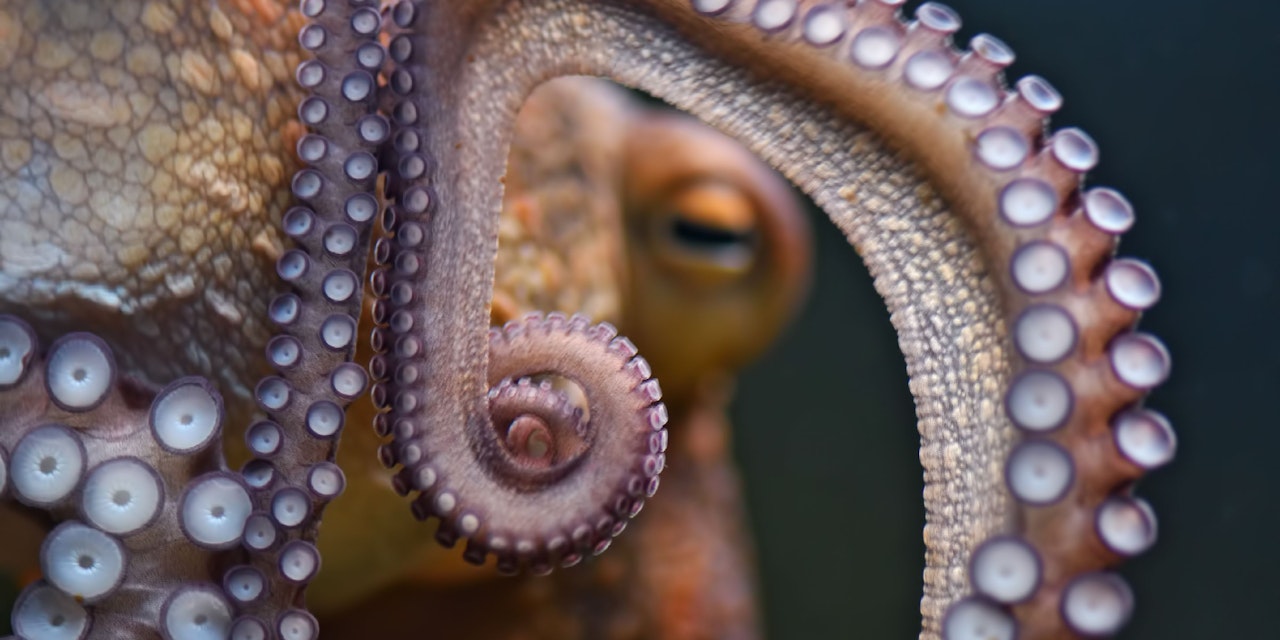 Wildtiere – Das passiert wenn ein Oktopus in Ecstasy badet | Heute.at