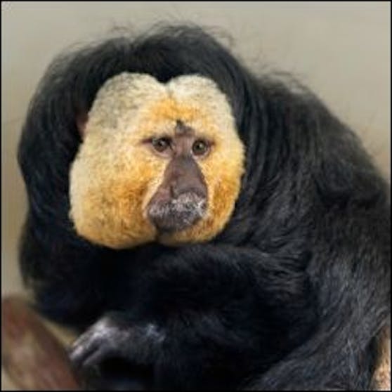 Jetzt gibt's fliegende Affen in Schönbrunn! - Österreich | heute.at