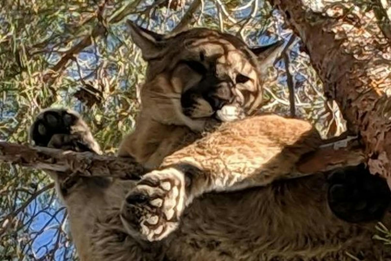 Welt – Feuerwehr muss Puma von Baum retten | Heute.at