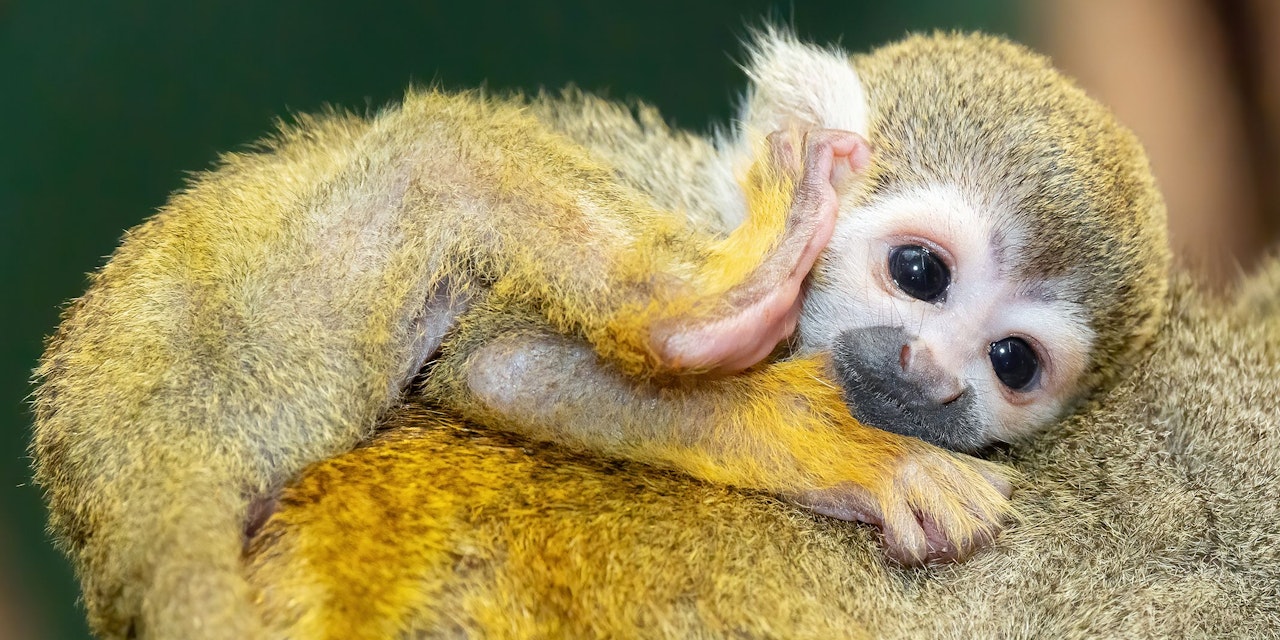 Wildtiere – Kindergarten im Affengehege von Schönbrunn | Heute.at