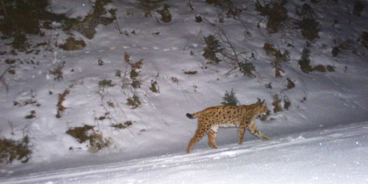 Wildtiere – Seltene Raubkatze schleicht durch die Wälder Wiens | Heute.at