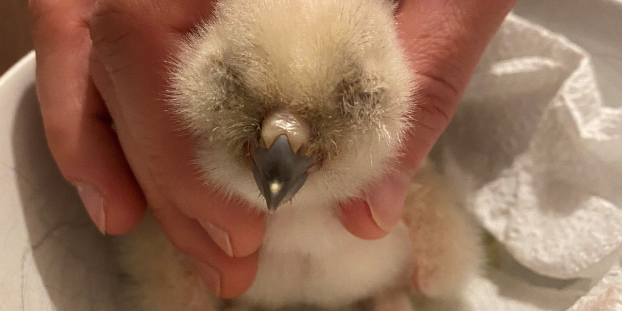 Oberösterreich – Dieses Uhu-Baby wiegt gerade einmal 65 Gramm | Heute.at