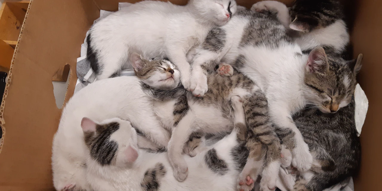 Wien – Sechs Katzen ausgesetzt: Jetzt drohen 7.500 Euro Strafe | Heute.at