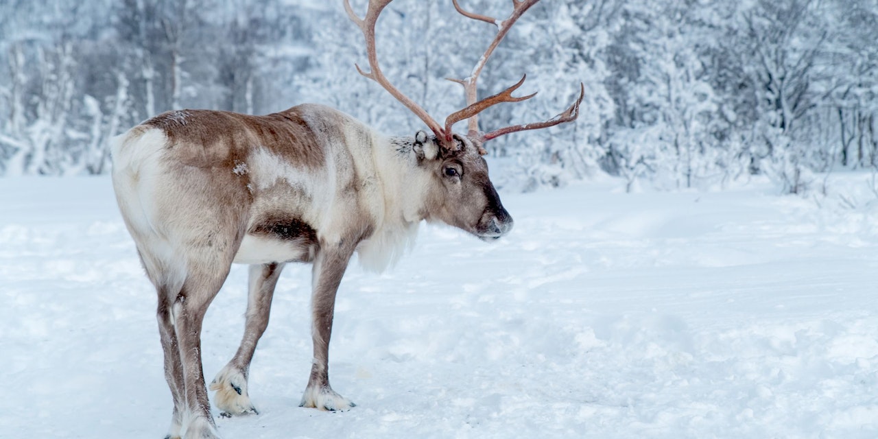 Das Rentier im Portrait | heute.at #100181123 Diashow