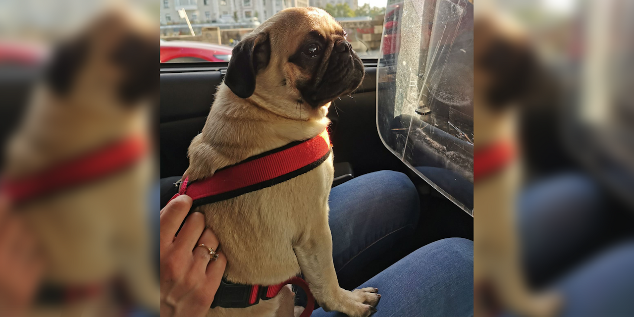 Gestohlene Mops-Hündin wird verzweifelt gesucht | Heute.at