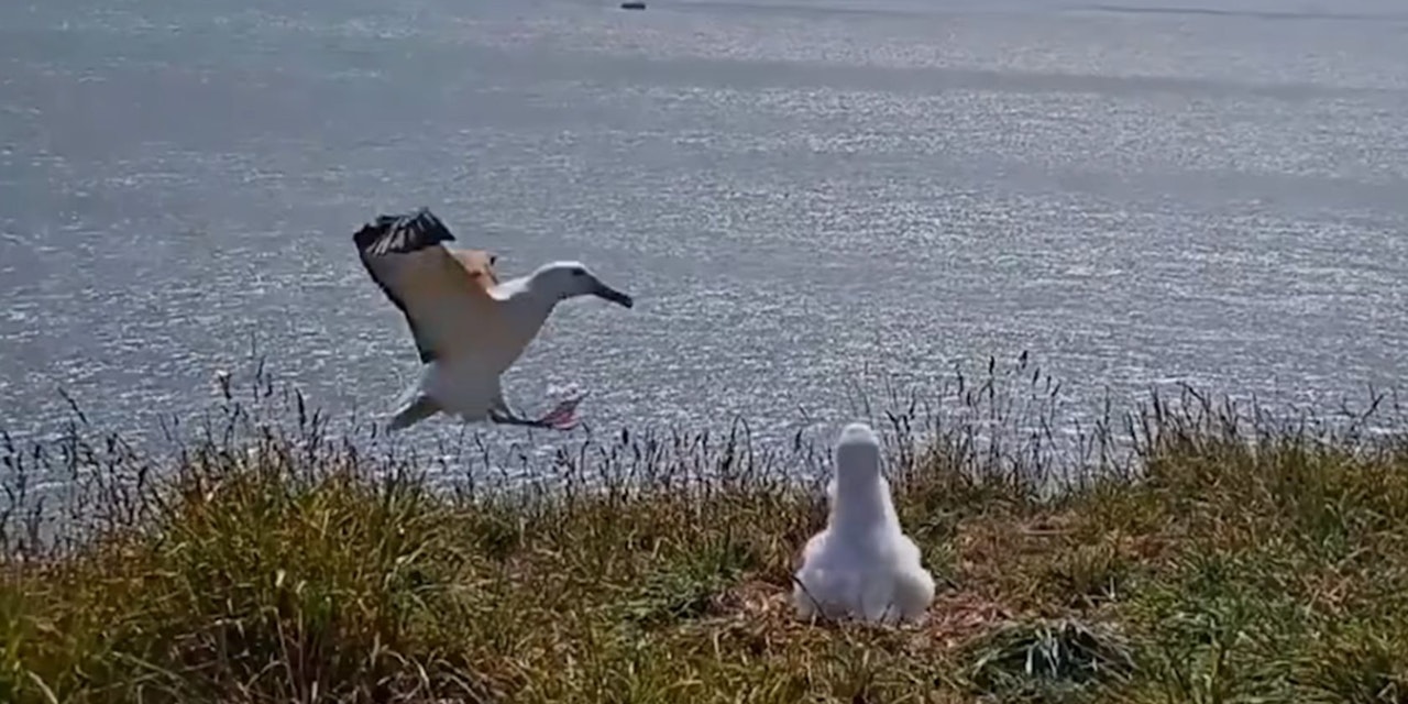 Wildtiere – Tollpatschigste Albatros-Landung geht viral | Heute.at