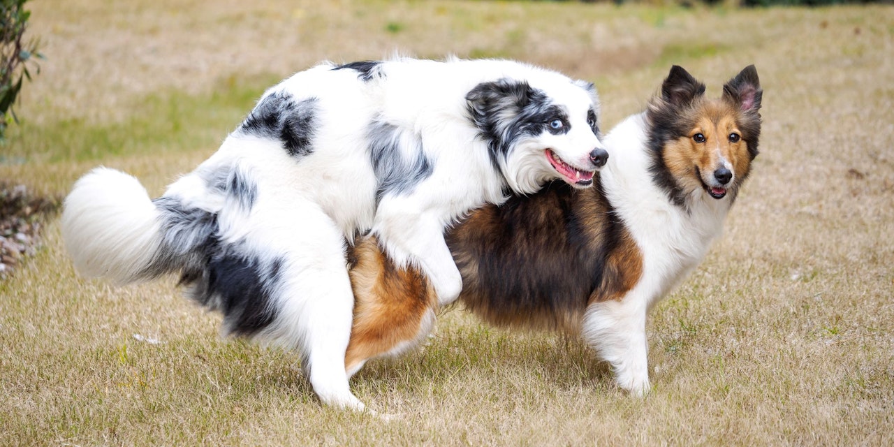 Haustiere – Hast du's gewusst? Fakten über den Liebesakt der Hunde ...