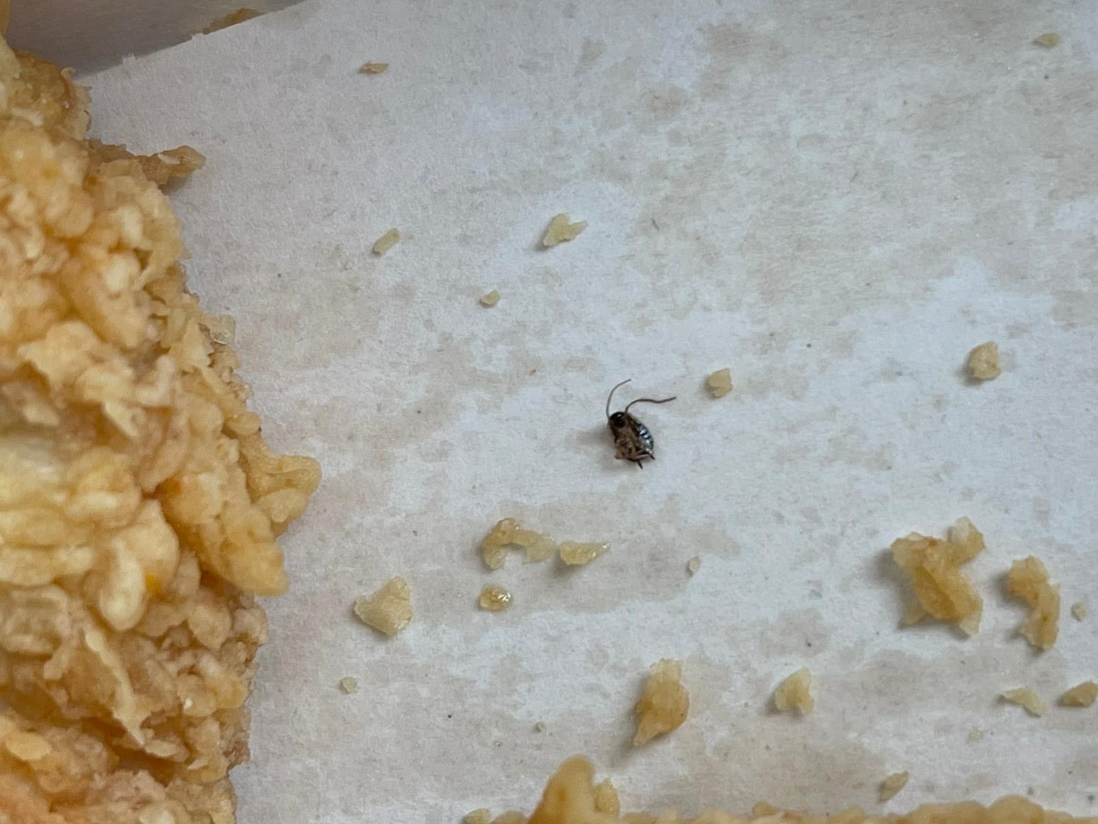 Leser – Wiener findet totes Insekt in Fast Food-Essen | Heute.at
