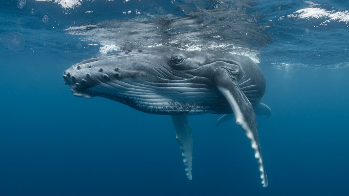 Teure Tierrettung – Buckelwal aus Netz befreit – nun droht saftige ...