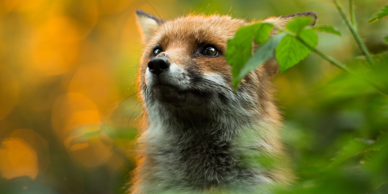 Wildtiere – Schützt den Wiener Fuchs mit einer Unterschrift | Heute.at