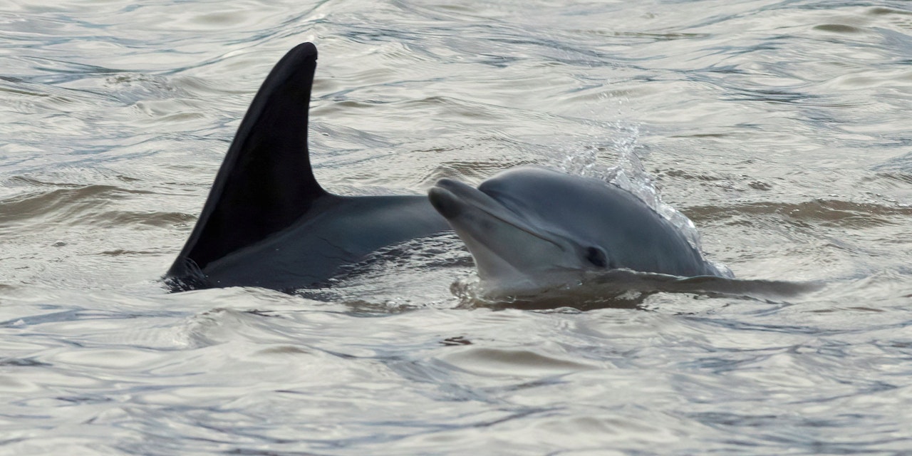 Wildtiere – Was machen denn drei Delfine im Fluss? | Heute.at