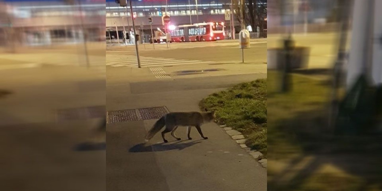 Leser – Fuchs verläuft sich aus der Wildnis zu U-Bahn-Station | Heute.at