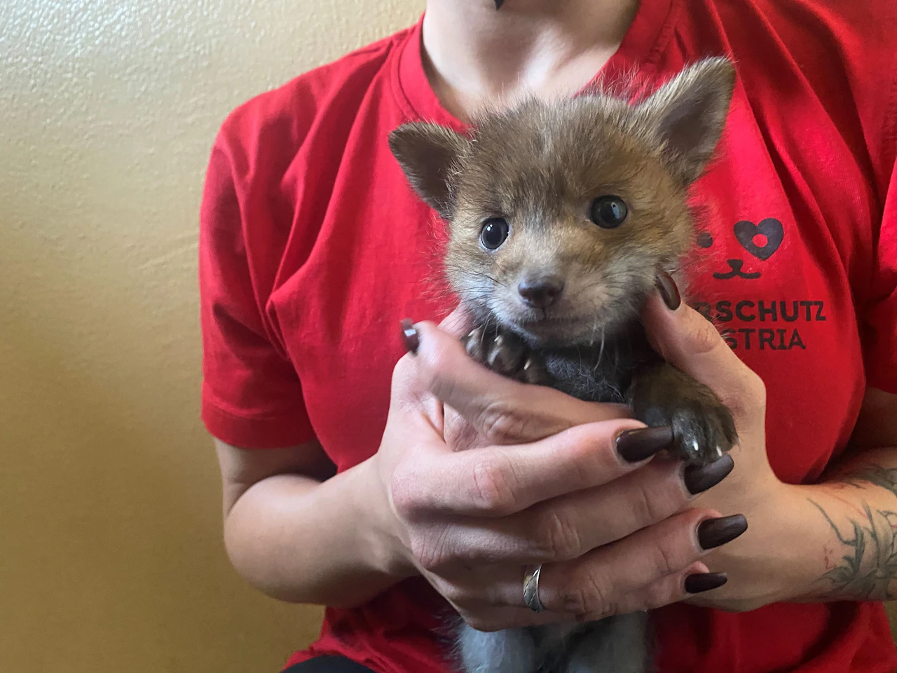 Fuchsbabys in Tierschutzhaus entwickeln sich gut – Wien | Heute.at