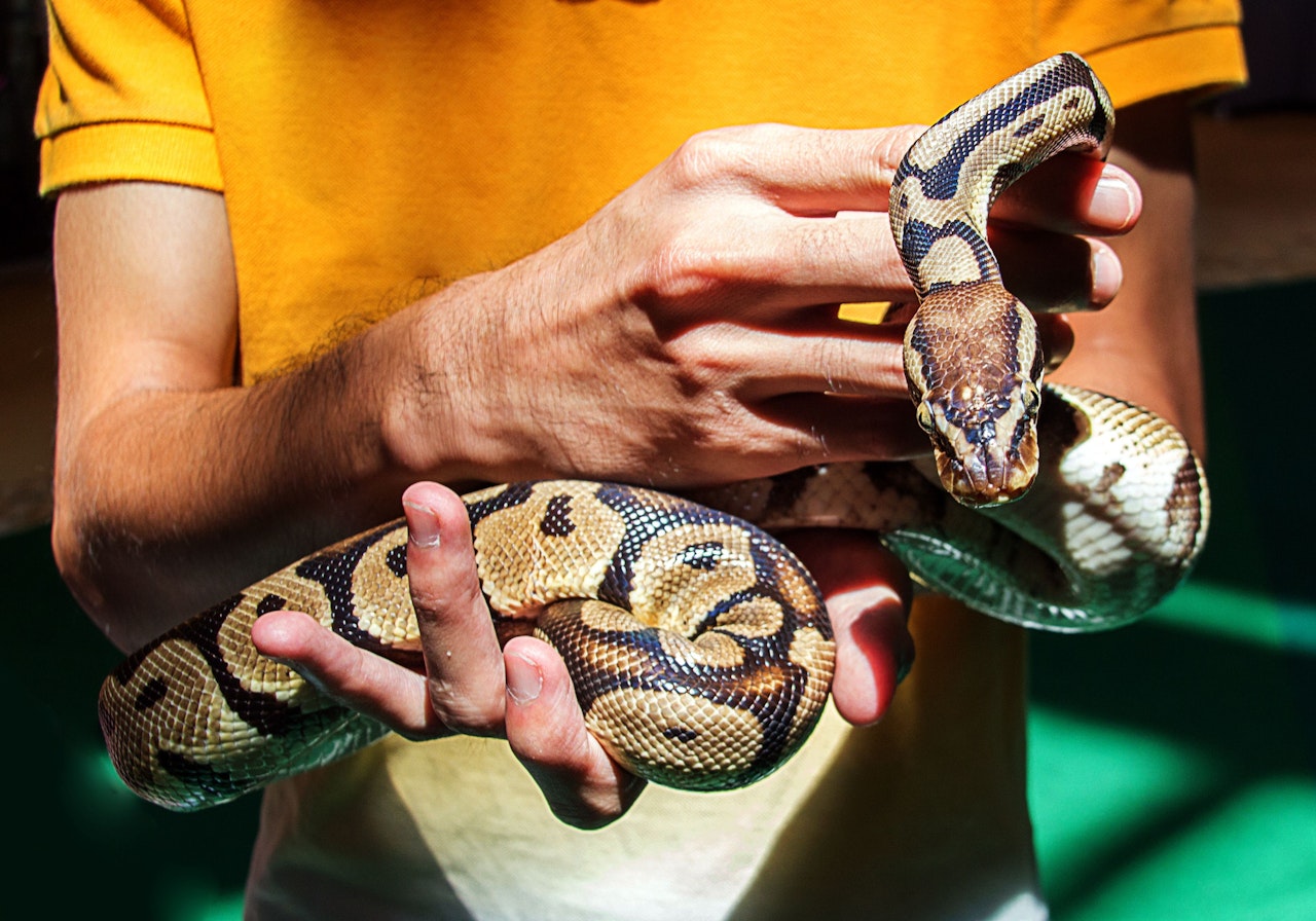 Riesige Python-Schlange hinterm Handschuhfach gefunden – Wildtiere ...