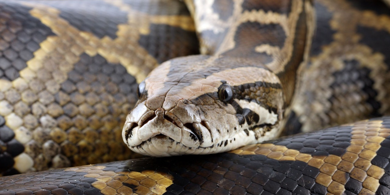 Welt – Thailänder sieht Python in WC gerade noch rechtzeitig | Heute.at